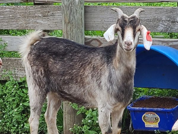 Short Valley Acres - Kiko Goats, Kiko Doe